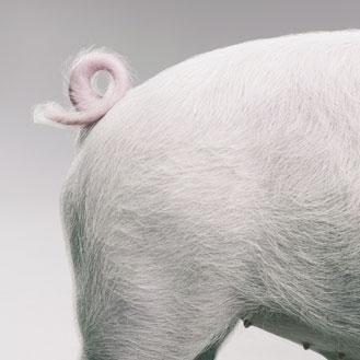 queues-de-cochon - définition - C'est quoi